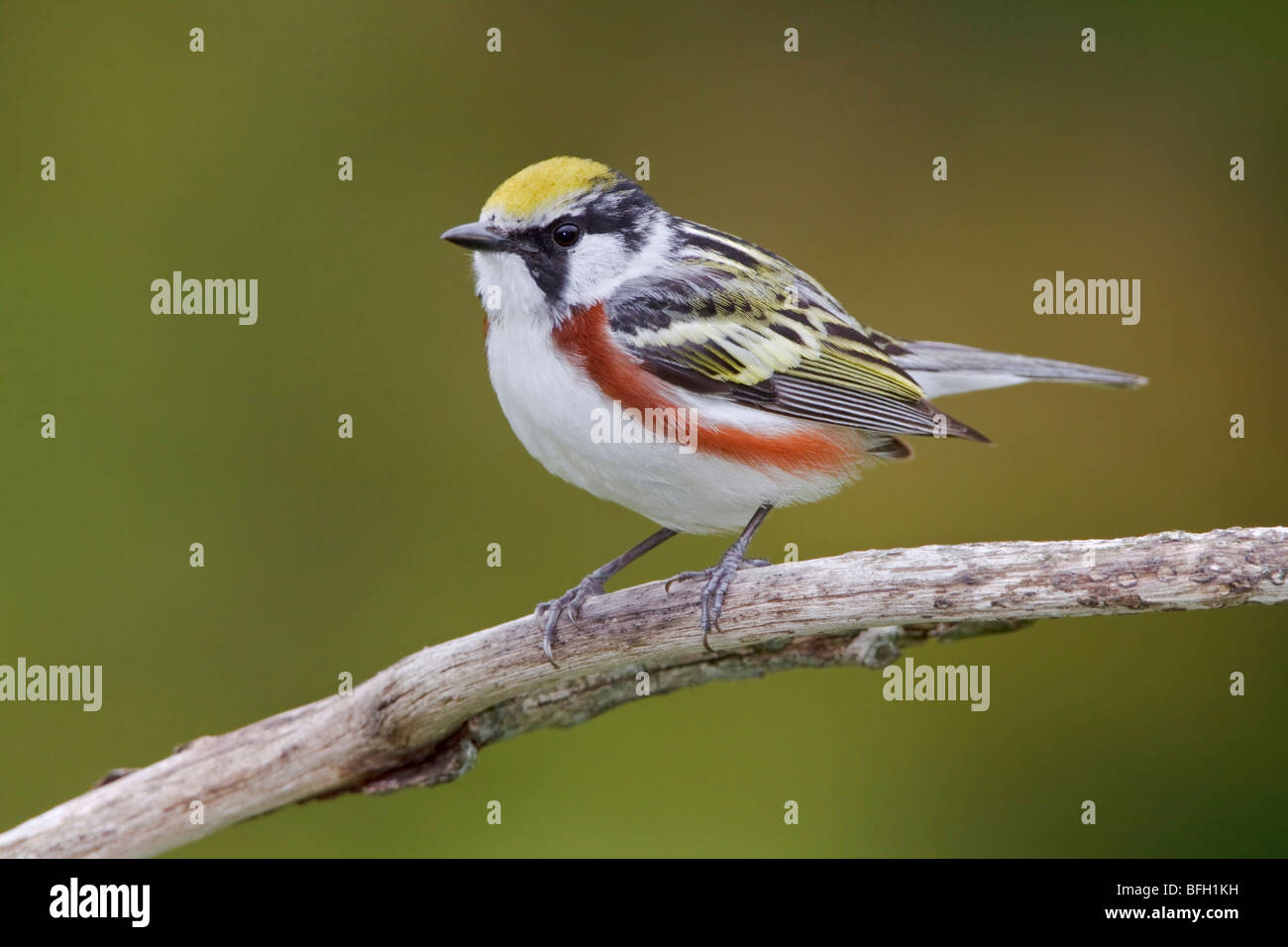 A Chestnut-sided Warbler (Dendroica pensylvanica) perched on a branch ...