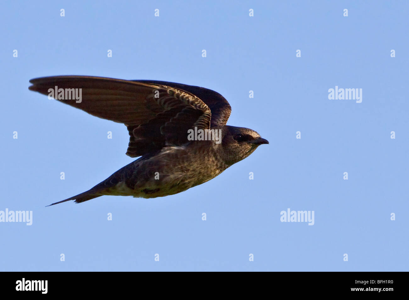 Purple Martin (Progne subis) flying and hunting for insects near Long ...