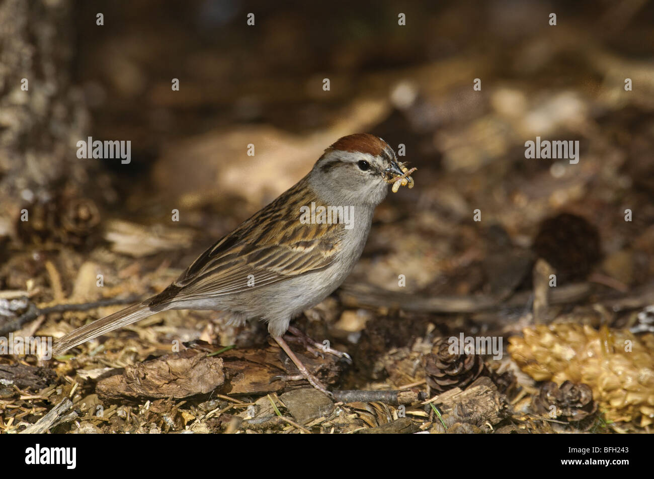 Male chipping sparrow spizella passerina hi-res stock photography and ...