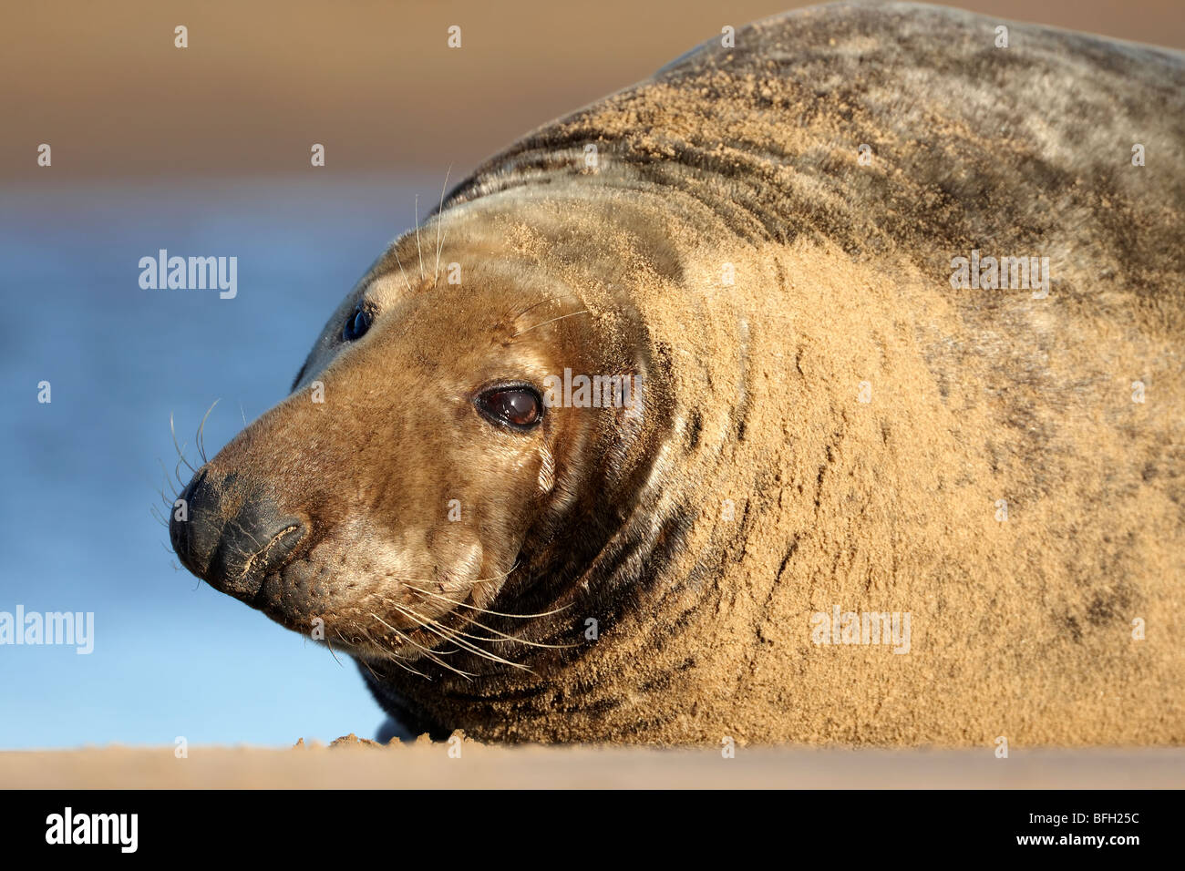 Atlantic Grey Bull Seal on beach in Lincolnshire (Halichoerus grypus ...