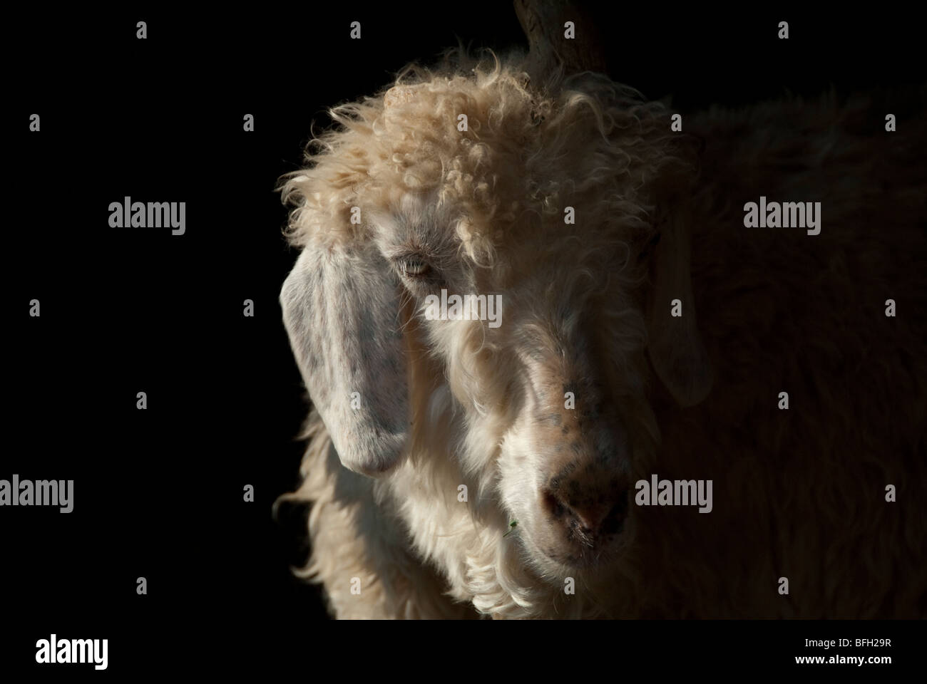 Portrait of Angora goat in western North Carolina, USA Stock Photo - Alamy