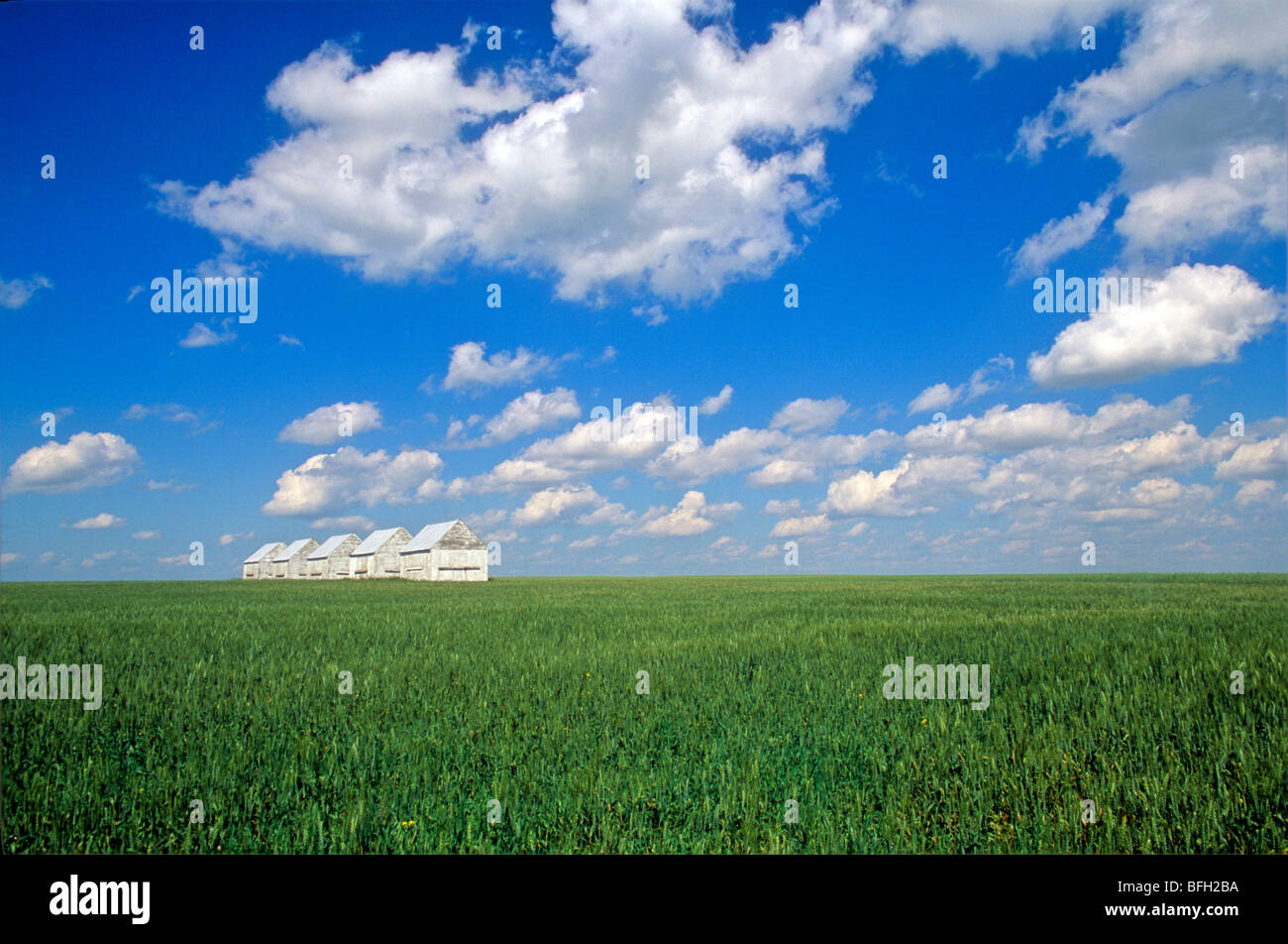Barns on a rural landscape. Rockyford, Alberta, Canada Stock Photo - Alamy