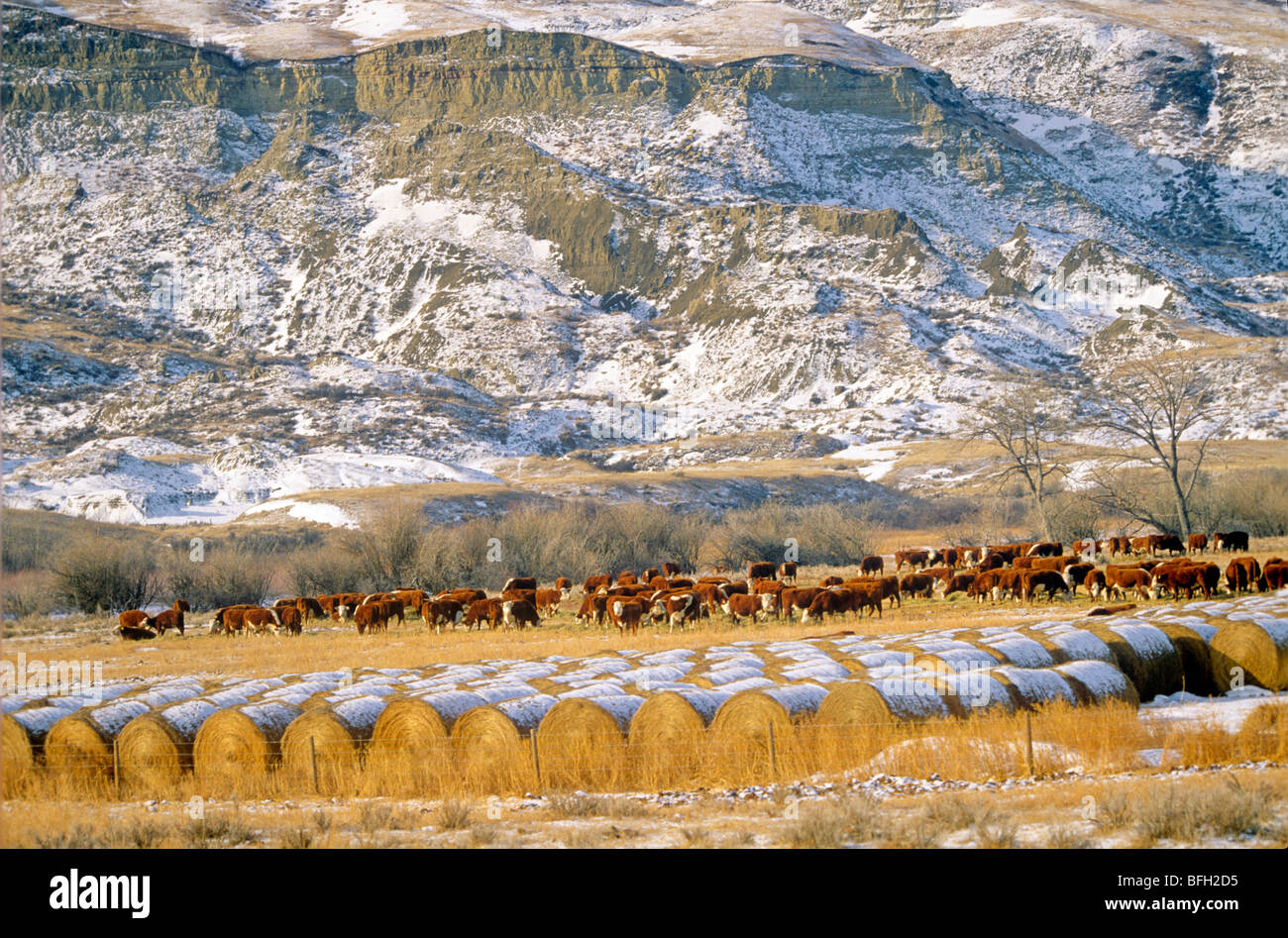 Longview mountain hi-res stock photography and images - Alamy