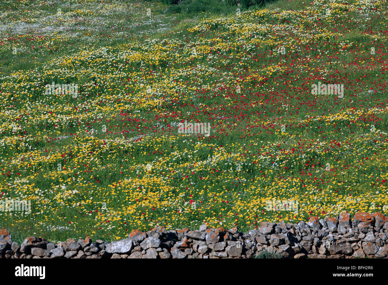 Greek poppy field greece hi-res stock photography and images - Alamy