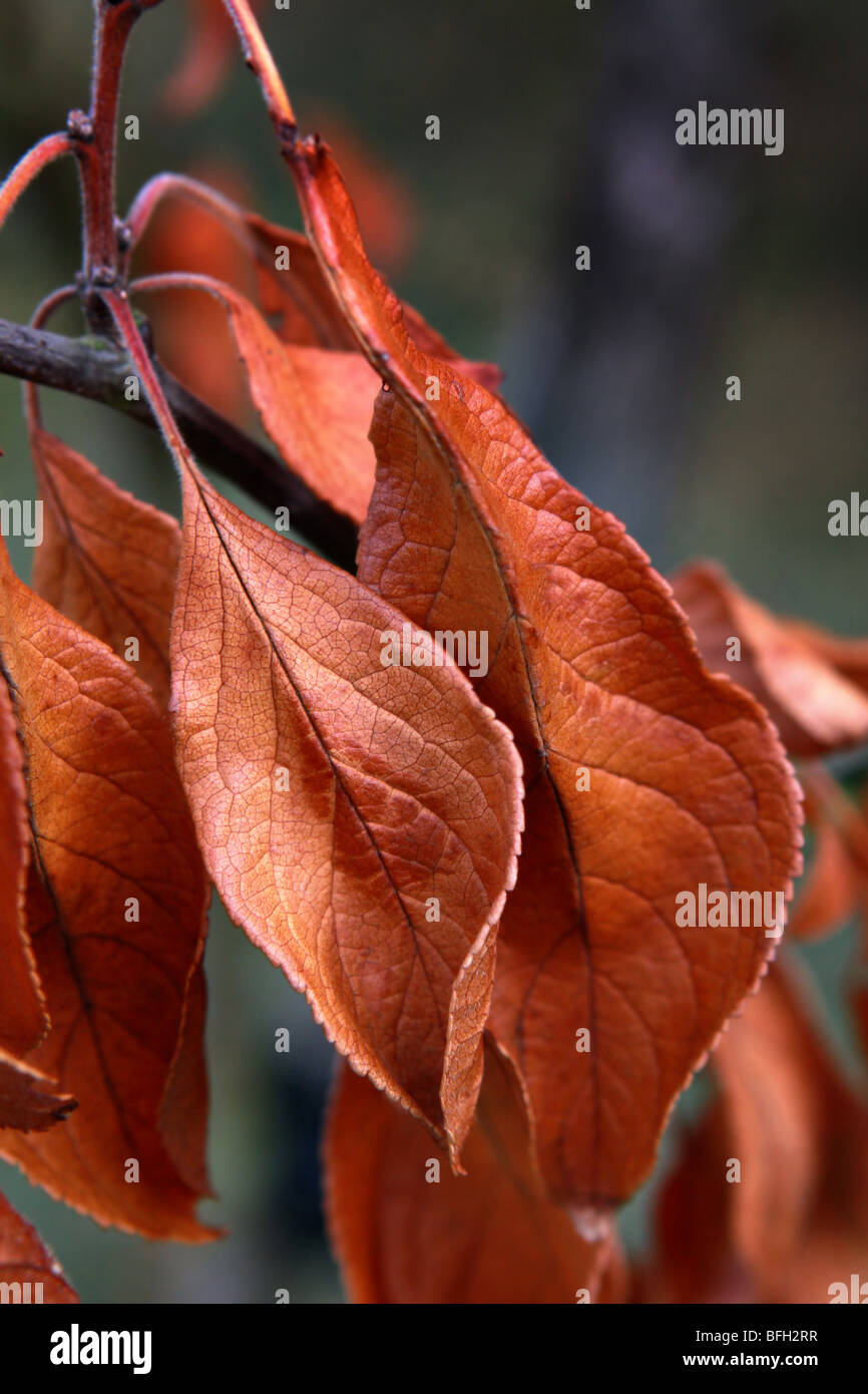 Plum tree autumn hi-res stock photography and images - Alamy