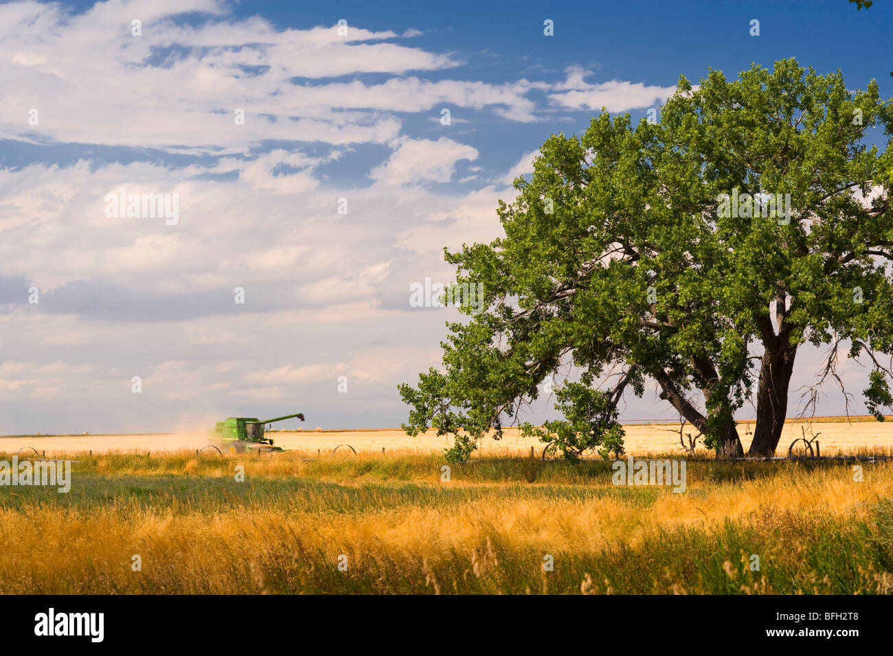 Harvester harvesters harvesting hi-res stock photography and images - Alamy