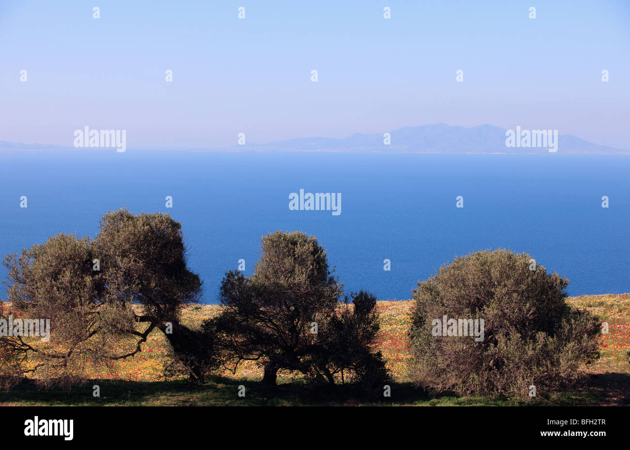 Greek Poppy Field Greece High Resolution Stock Photography and Images ...