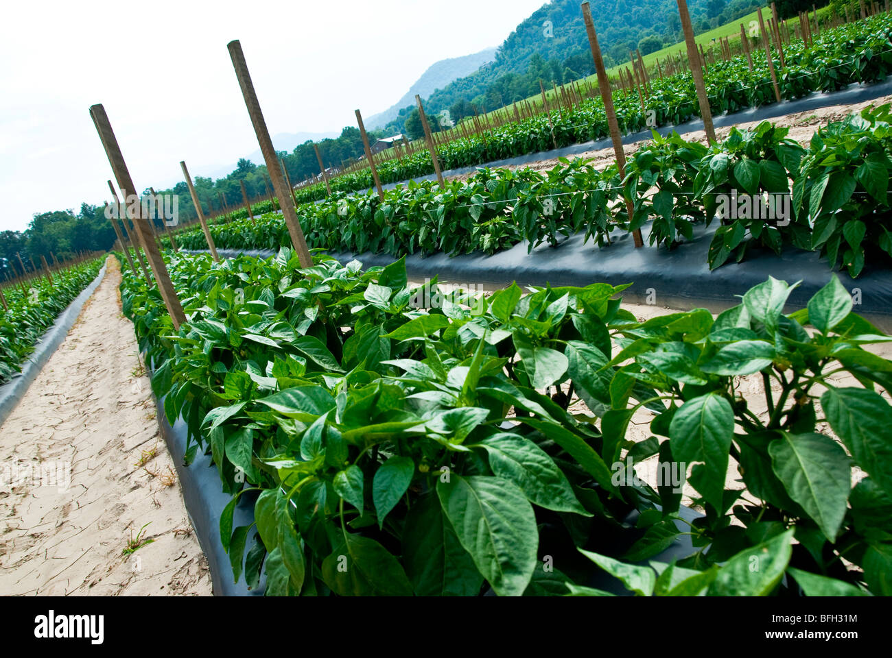 Bell pepper farming hi-res stock photography and images - Alamy