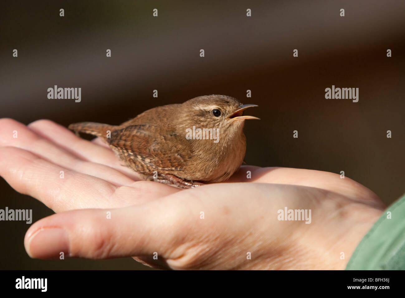 Bird in the hand Stock Photo - Alamy