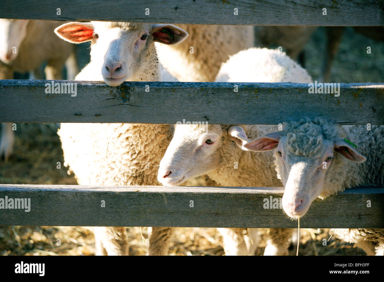 British farm animals hi-res stock photography and images - Alamy