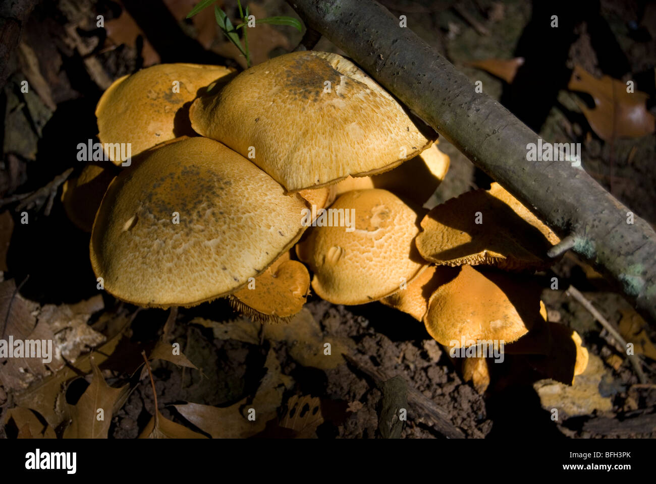 Mushrooms with fall foliage hi-res stock photography and images - Alamy