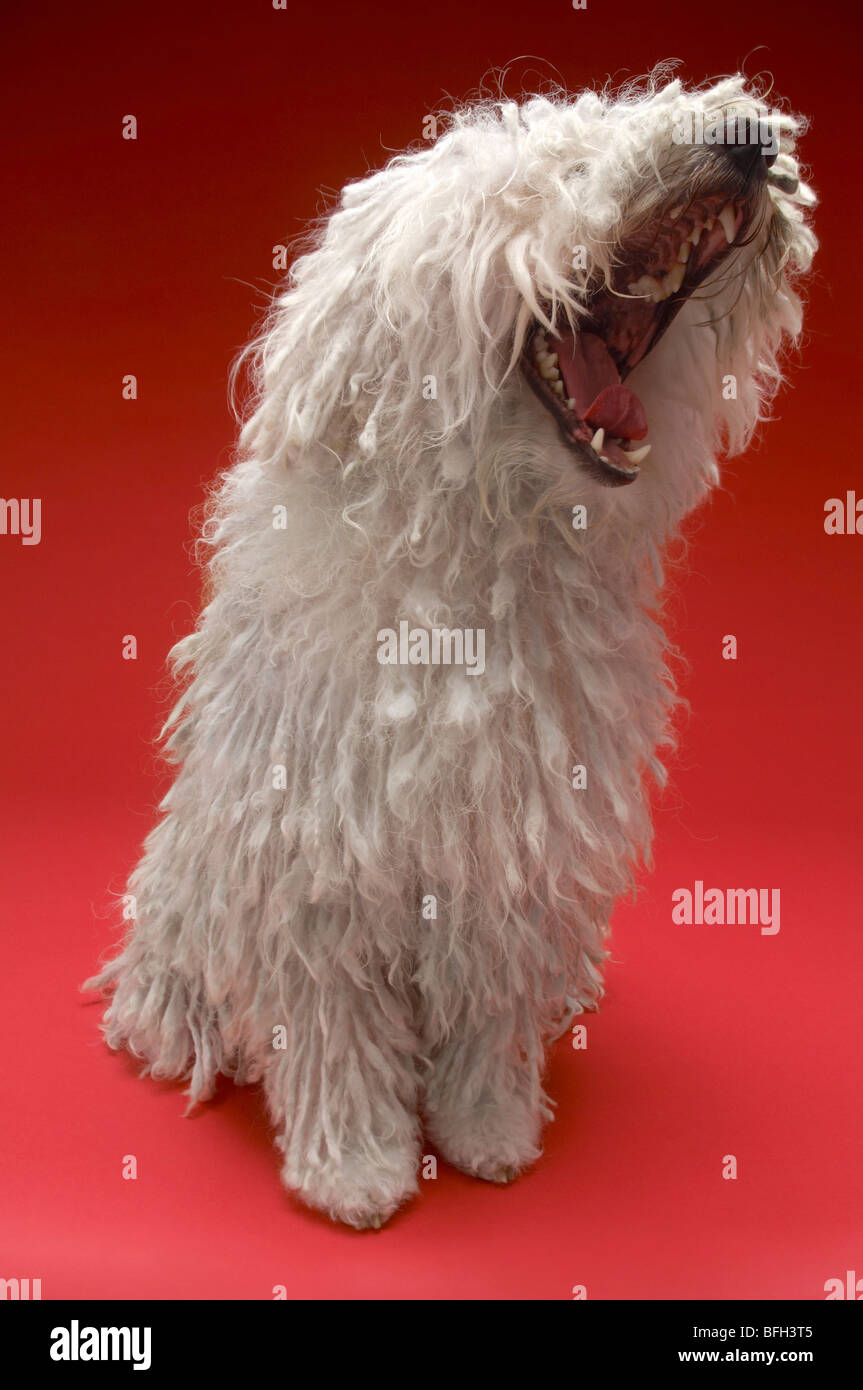 Komondor dog hi-res stock photography and images - Alamy