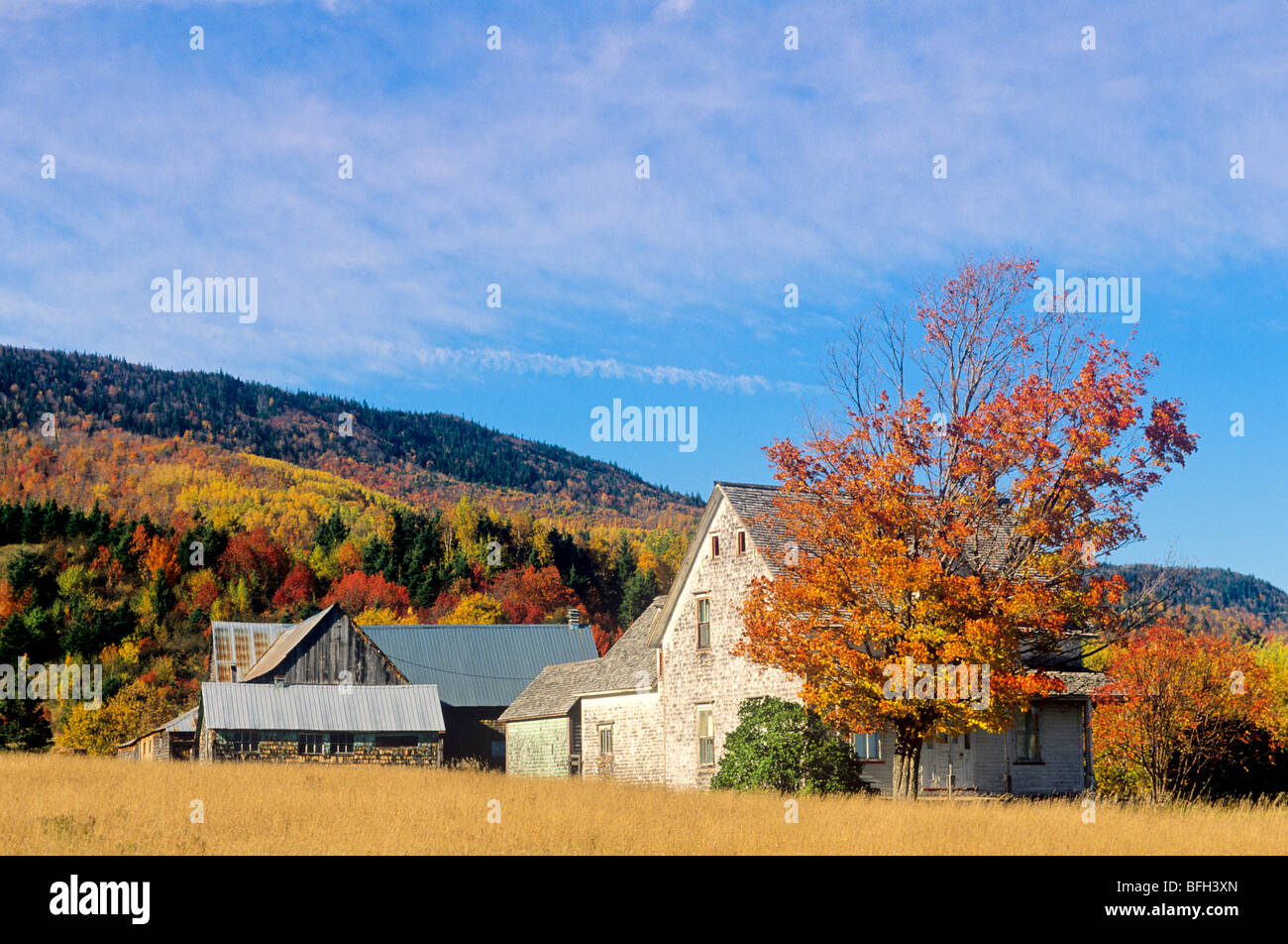 Farm house surrounded by fall foliage, Maria, Quebec, Canada Stock ...