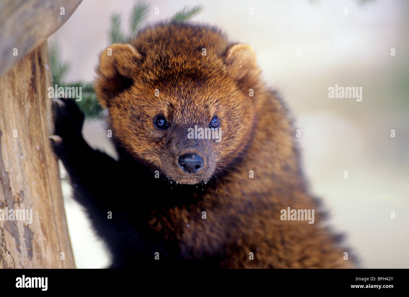 Fisher (Martes pennanti) clinging onto tree trunk and looking at camera ...