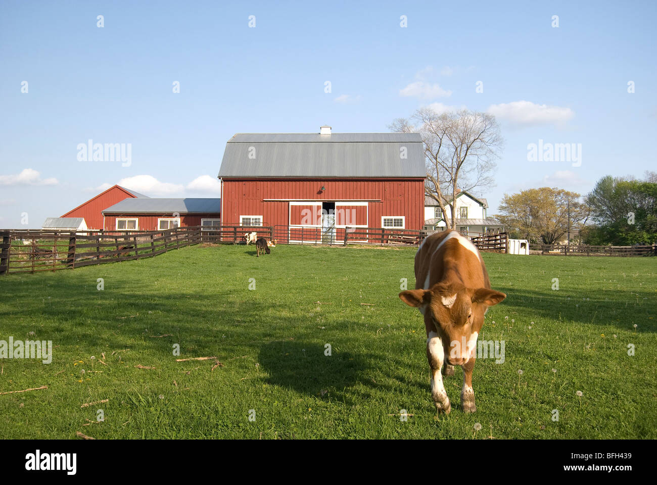 Red Barn Cow High Resolution Stock Photography and Images - Alamy