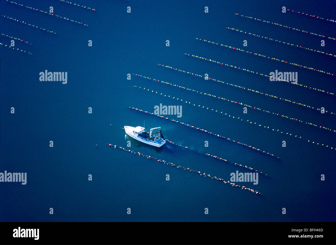 Cultured Mussel harvesting. Prince Edward Island, Canada Stock Photo ...
