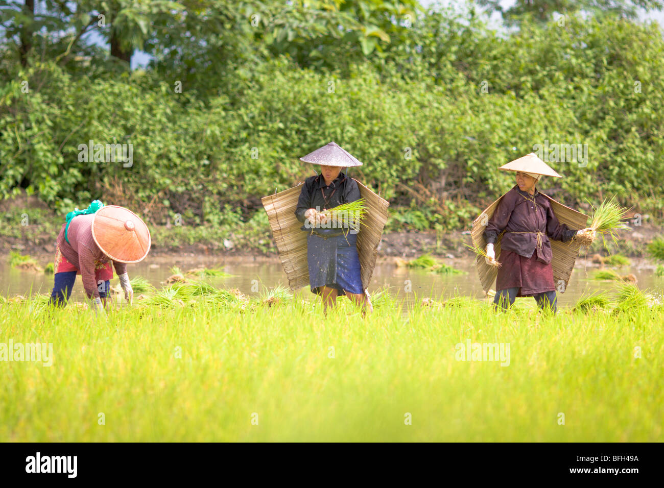 Women planting rice in Eastern Shan state, Myanmar Stock Photo - Alamy