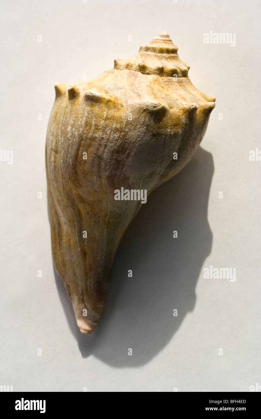 A large whelk seashell sitting on a white surface in the sun Stock ...