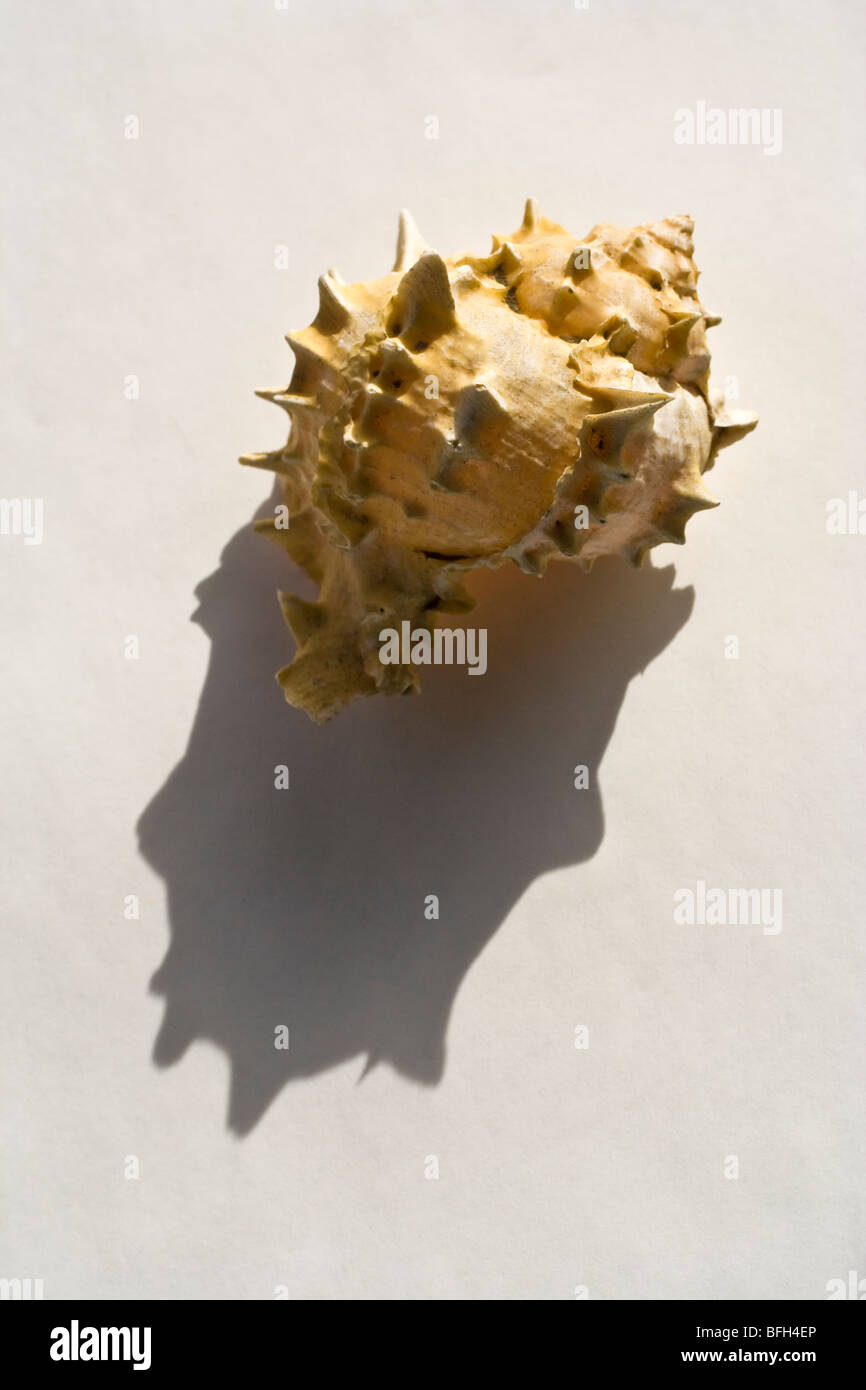 Spiny shell hi-res stock photography and images - Alamy