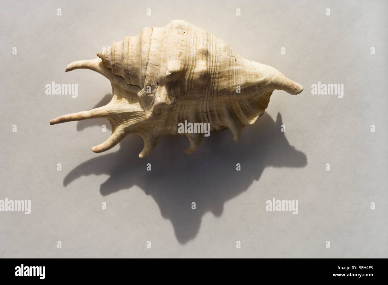 An old weathered conch seashell sitting on a white surface in the ...