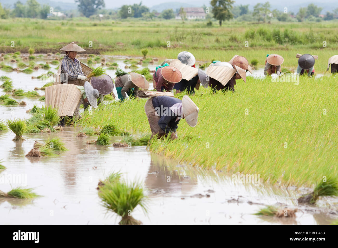 Women re planting rice hi-res stock photography and images - Alamy