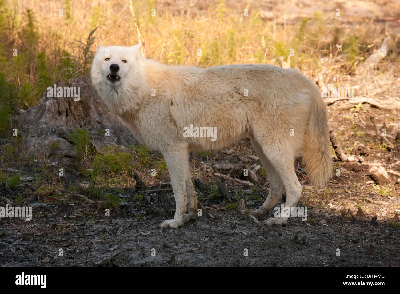 Arctic wolf howling hi-res stock photography and images - Alamy