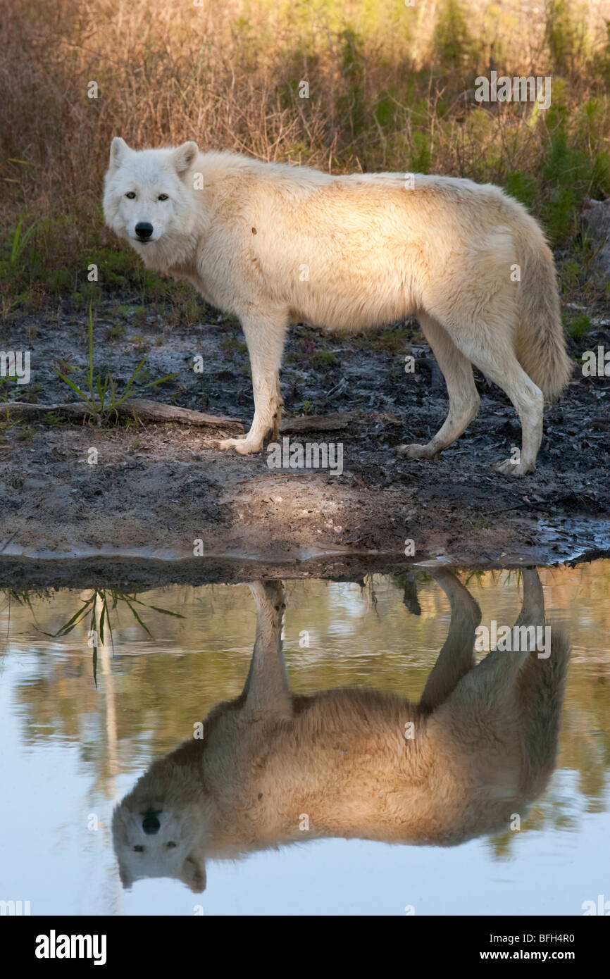 Arctic wolf reflected in a small body of water Stock Photo - Alamy