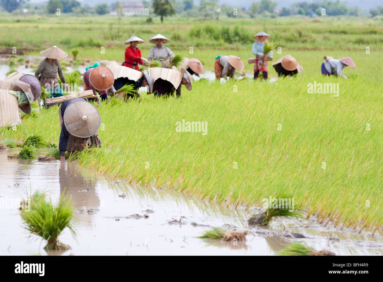 Women planting rice in Eastern Shan state, Myanmar Stock Photo - Alamy