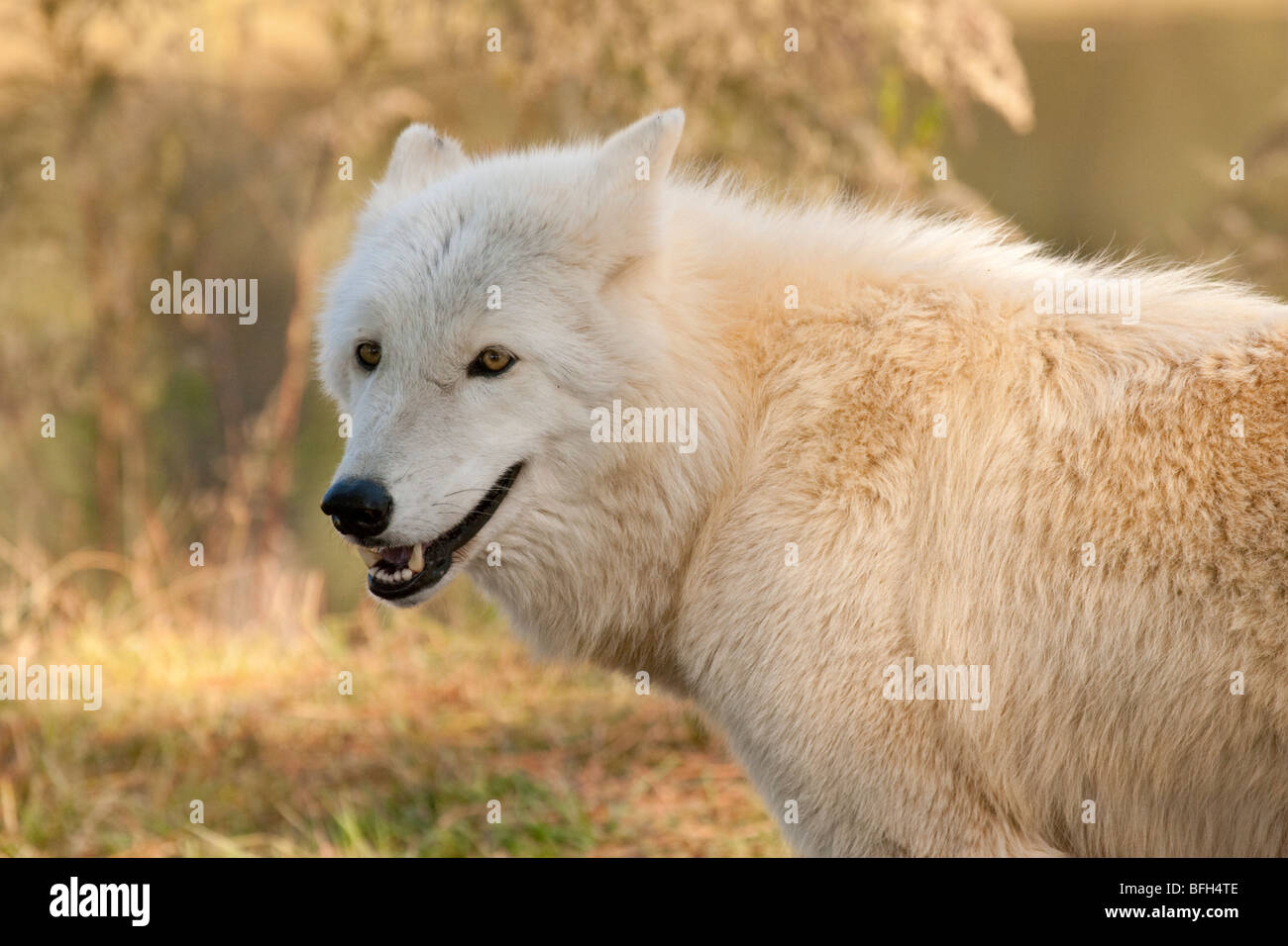 Closeup of the head of an arctic wolf Stock Photo - Alamy