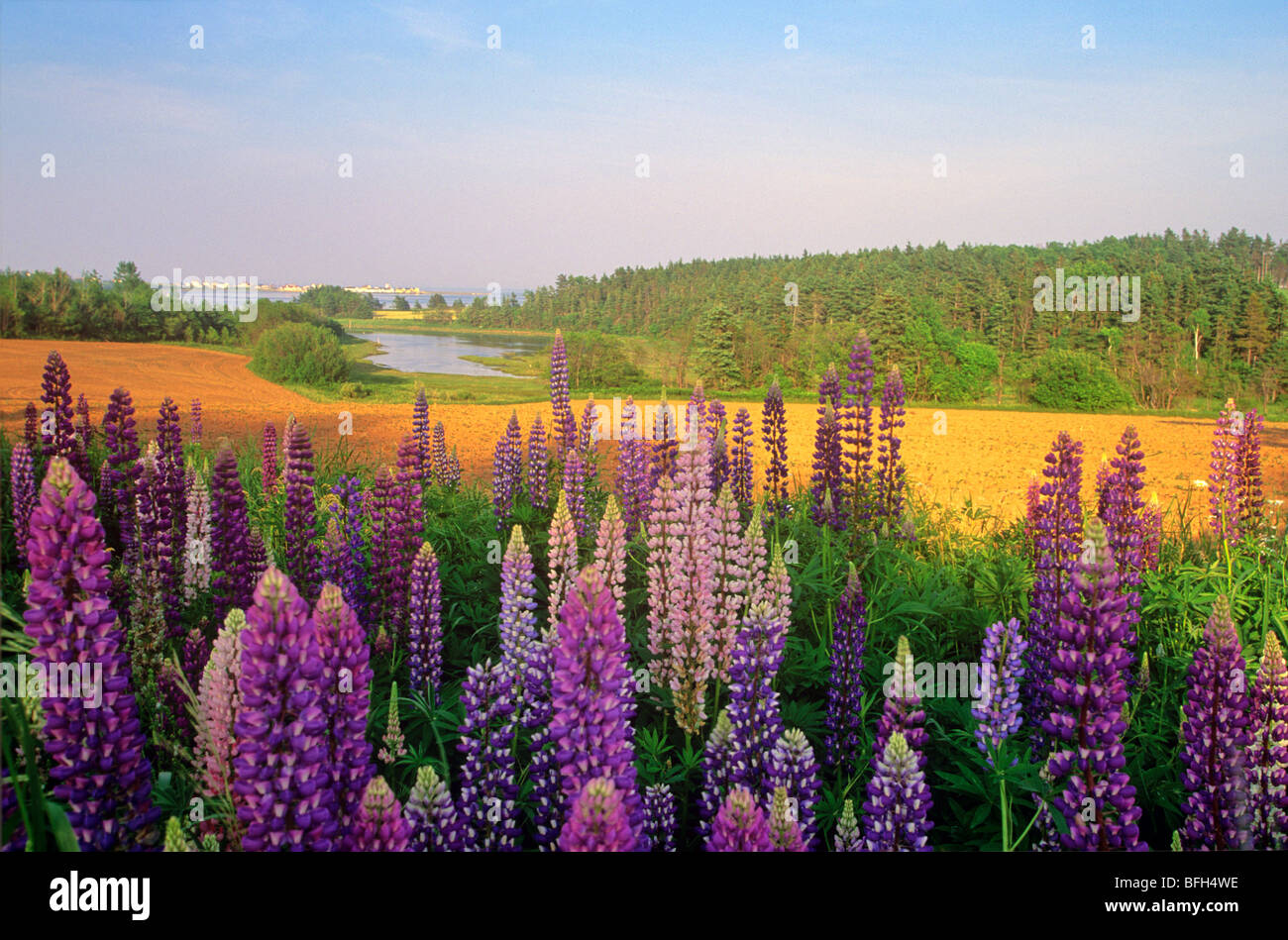 Pei canada landscape hi-res stock photography and images - Alamy