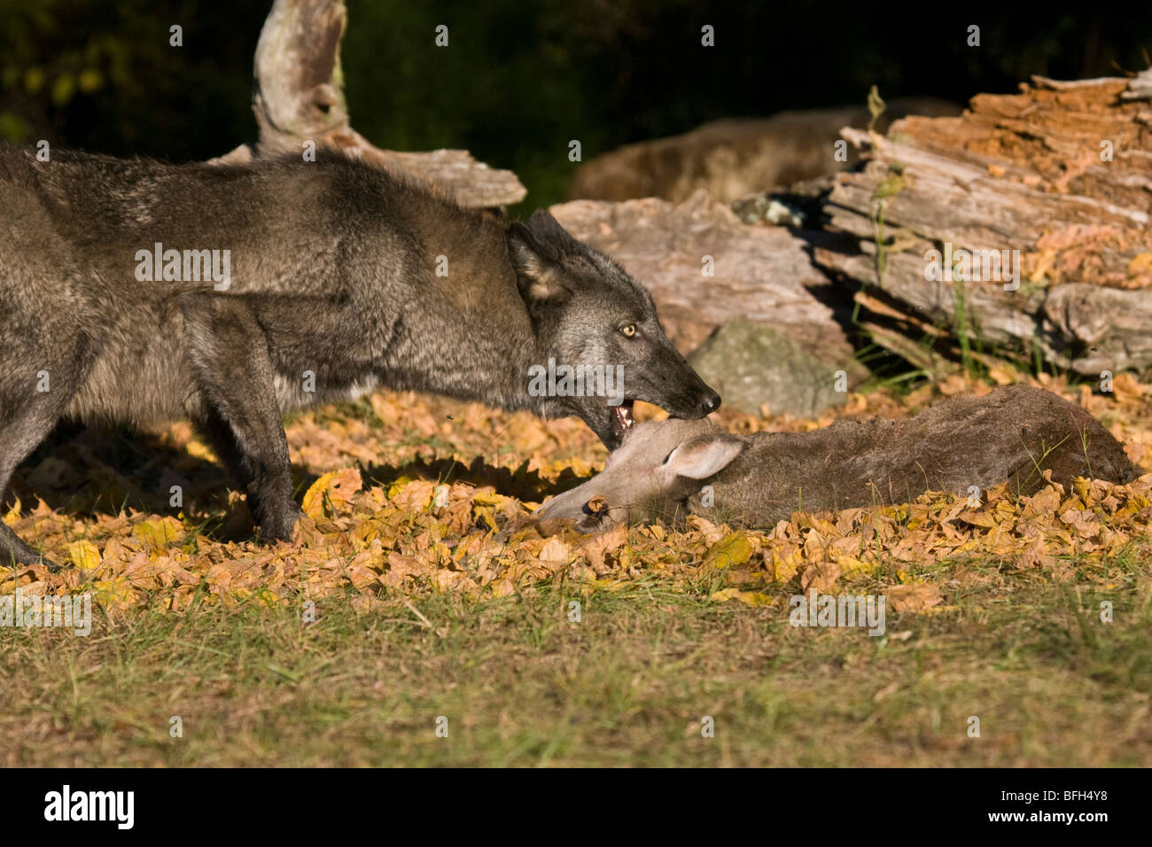Timber or gray wolf with a deer carcass Stock Photo - Alamy