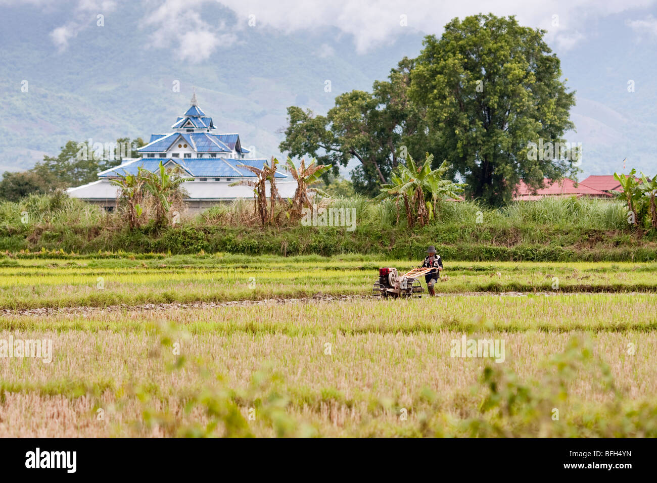 farmer plowing rice field near Buddhist temple Myanmar Stock Photo - Alamy