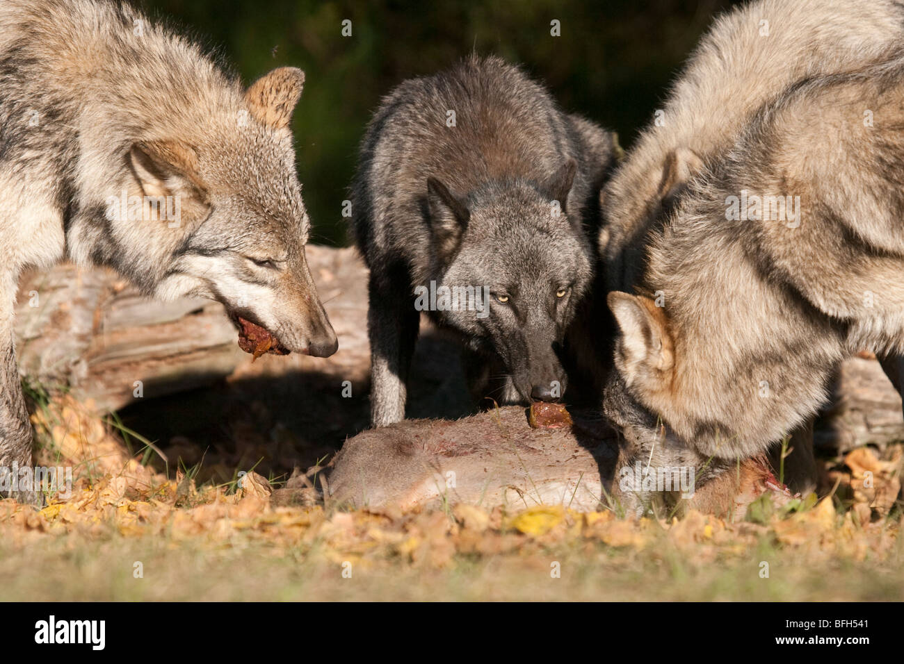 Pack of timber, or gray, wolves with a deer kill Stock Photo - Alamy
