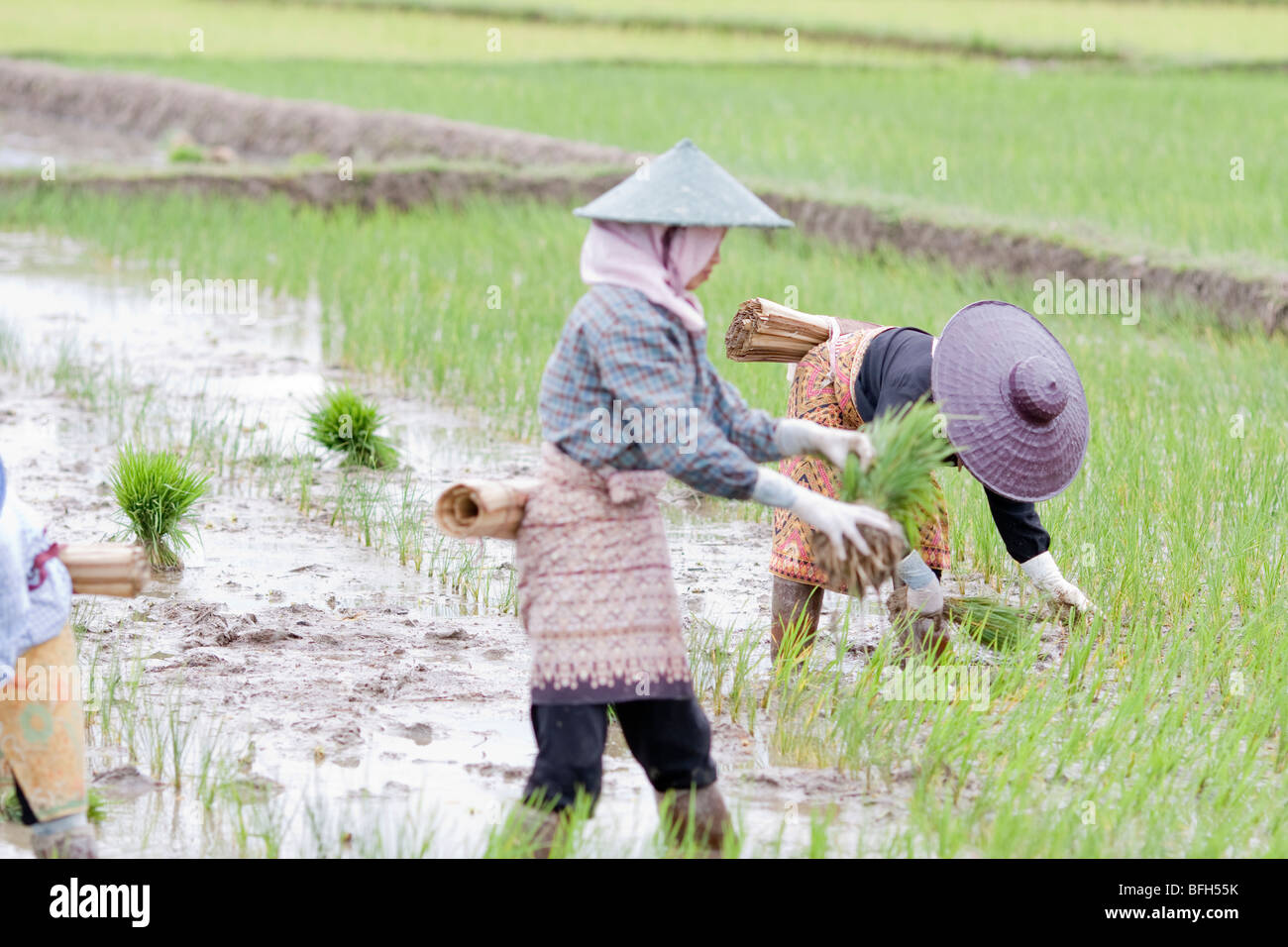 Grain planting grains hi-res stock photography and images - Alamy