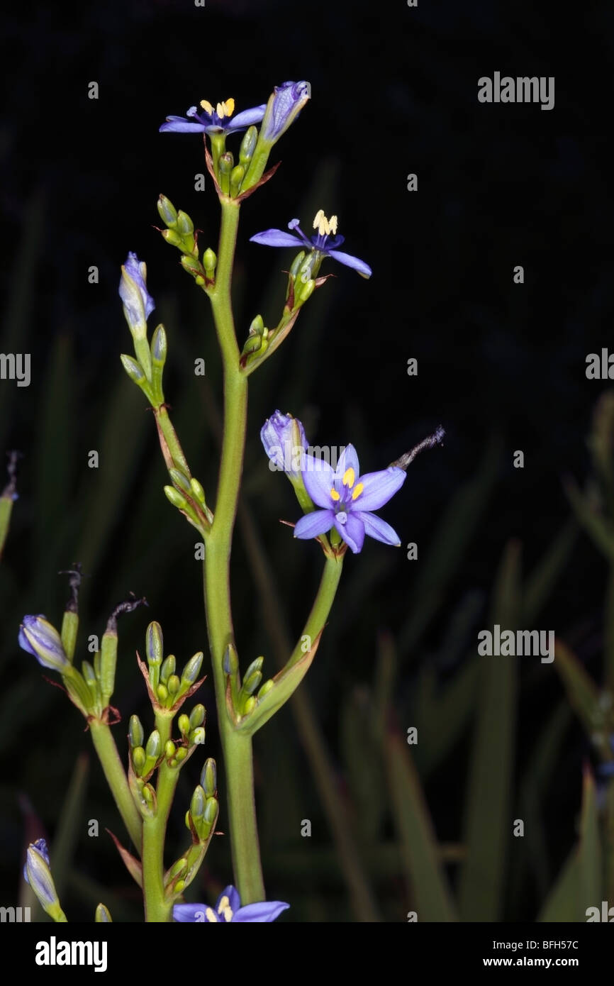 Blue-Sceptre-Aistea capitata/ Aristea major- Family Iridaceae Stock ...