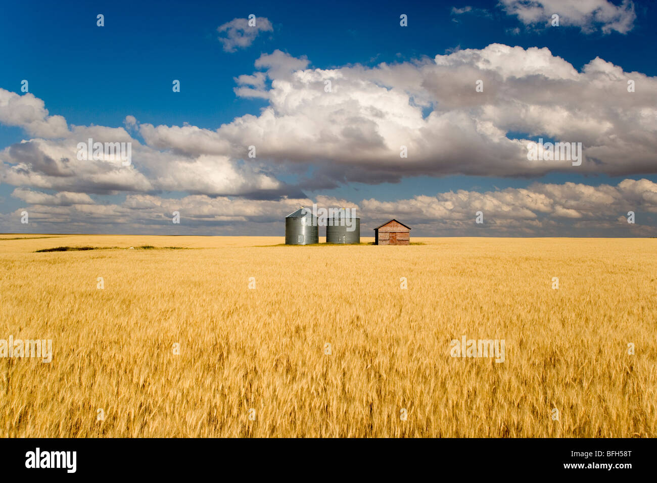 Grain Field, Wymark, Saskatchewan, Canada Stock Photo - Alamy