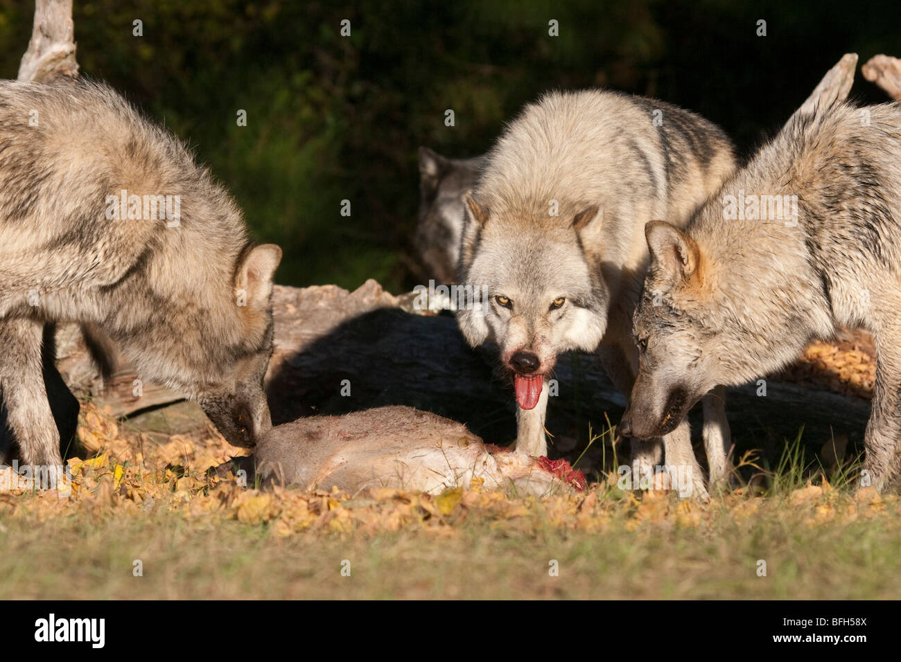 Growling wolf hi-res stock photography and images - Alamy