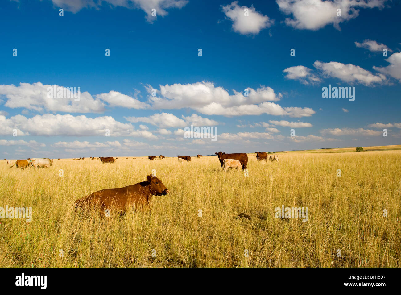 Cattle, Neville, Saskatchewan, Canada Stock Photo - Alamy