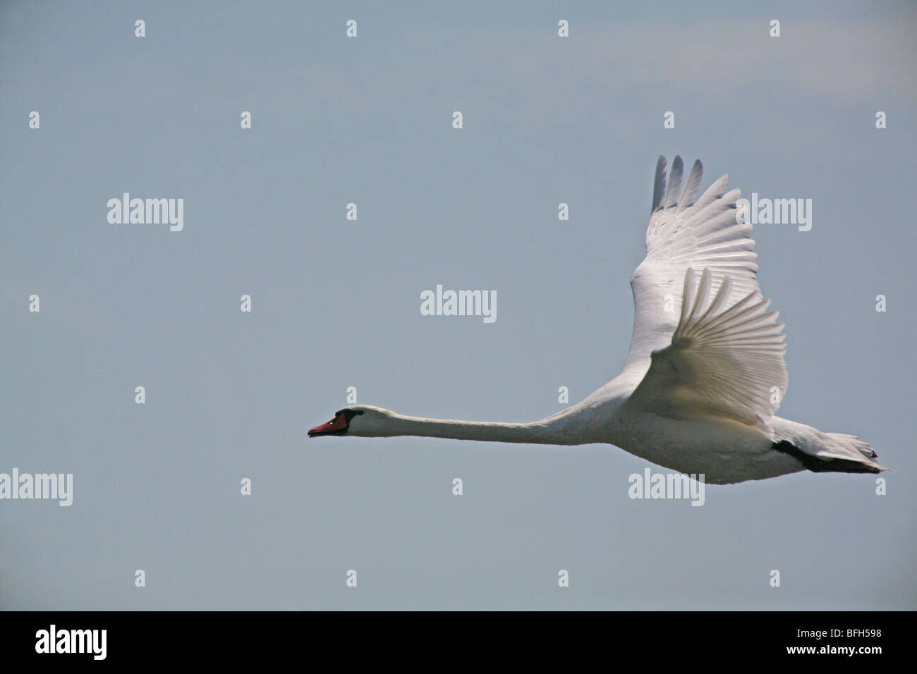 wild swan. The river Volga, the Astrakhan area, Russia Stock Photo - Alamy