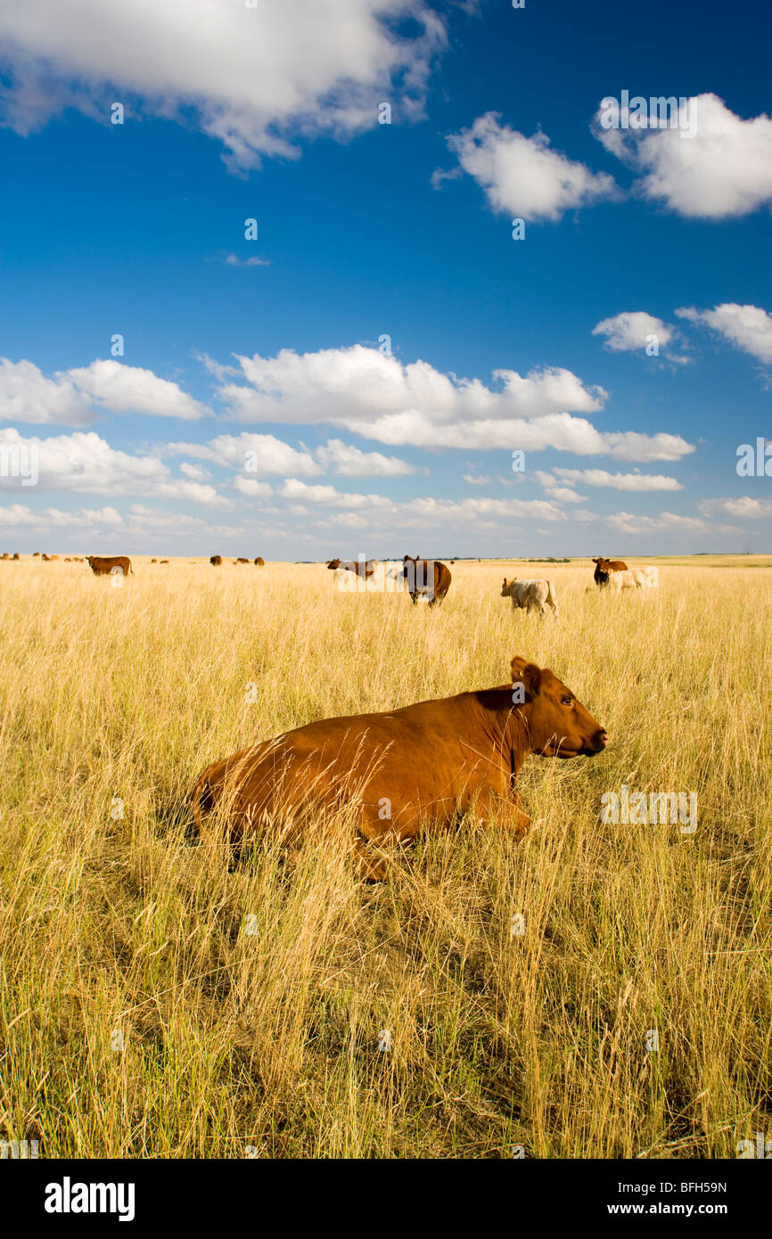 Cattle, Neville, Saskatchewan, Canada Stock Photo - Alamy