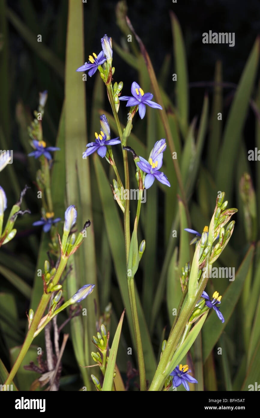 Blue-Sceptre-Aistea capitata/ Aristea major- Family Iridaceae Stock ...