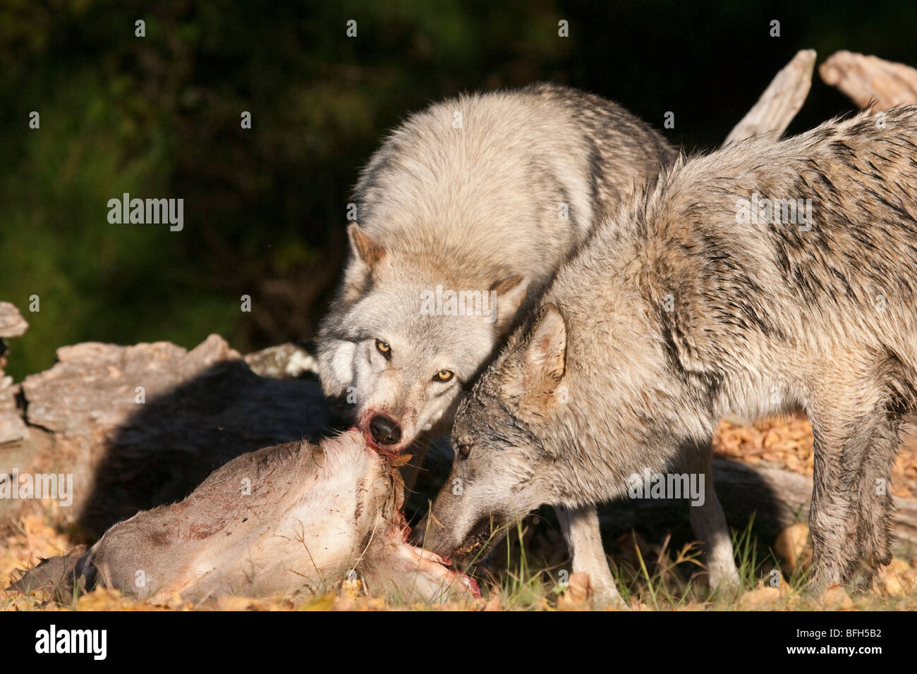 Wolves hunting deer hi-res stock photography and images - Alamy