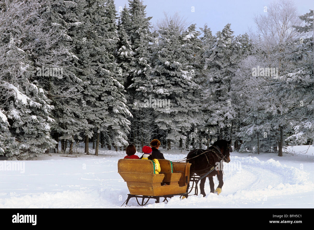 Horses pulling sleigh hi-res stock photography and images - Alamy