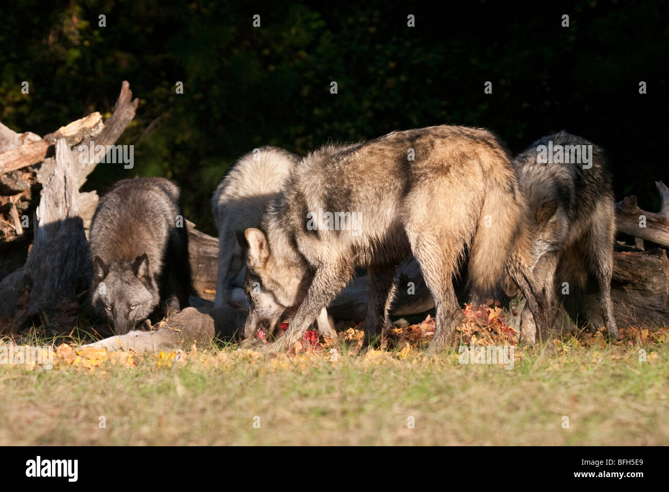 Gray wolves hunting deer hi-res stock photography and images - Alamy