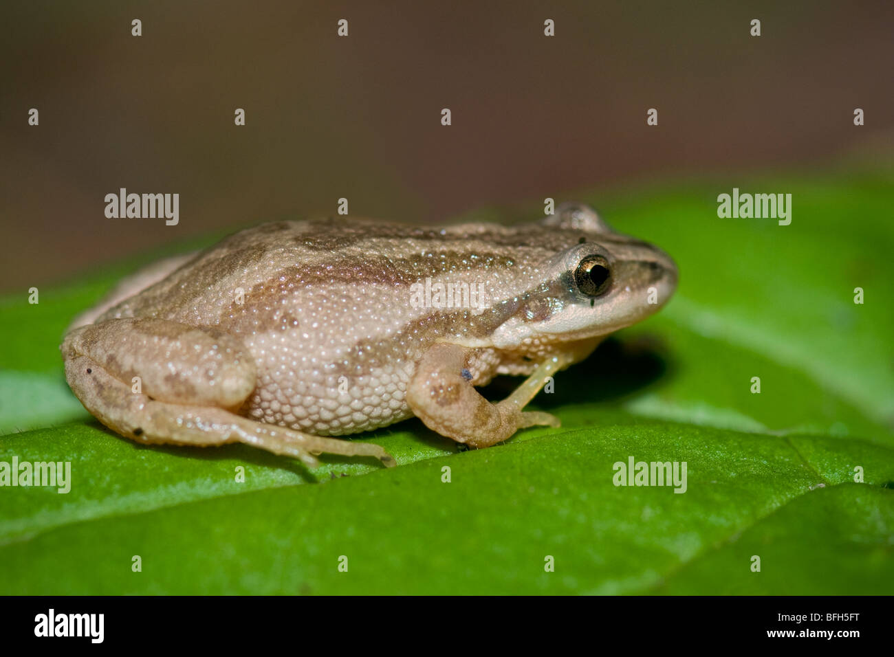 Boreal Chorus Frog (Pseudacris maculata) perched on a leaf. Lac La ...