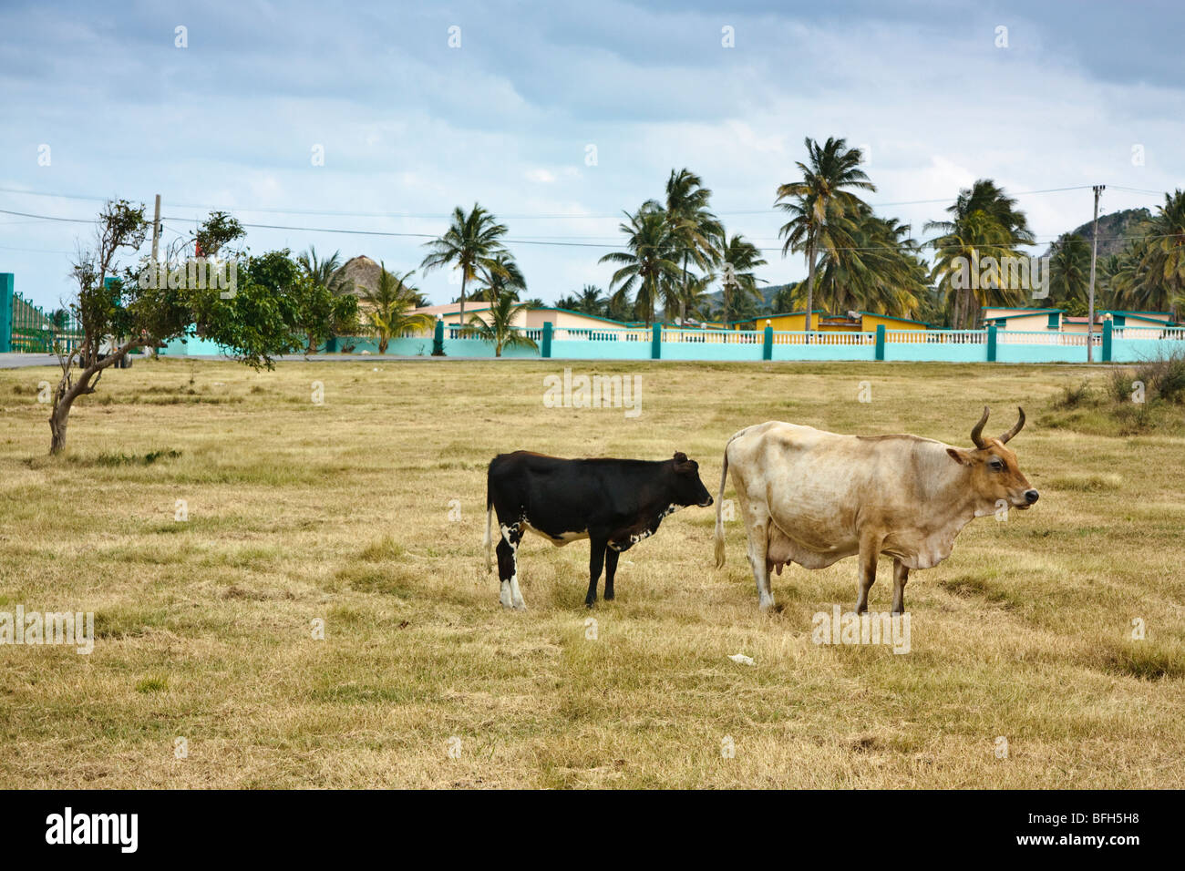 Zebu cow calf hi-res stock photography and images - Alamy