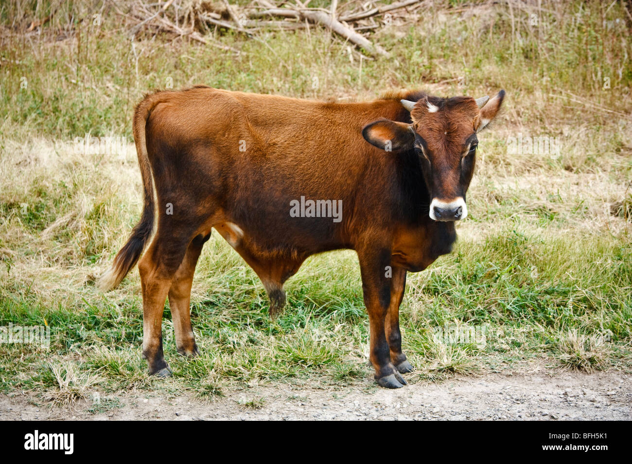 Cow grazing in the open field, La Habana province, Cuba. Winter time ...