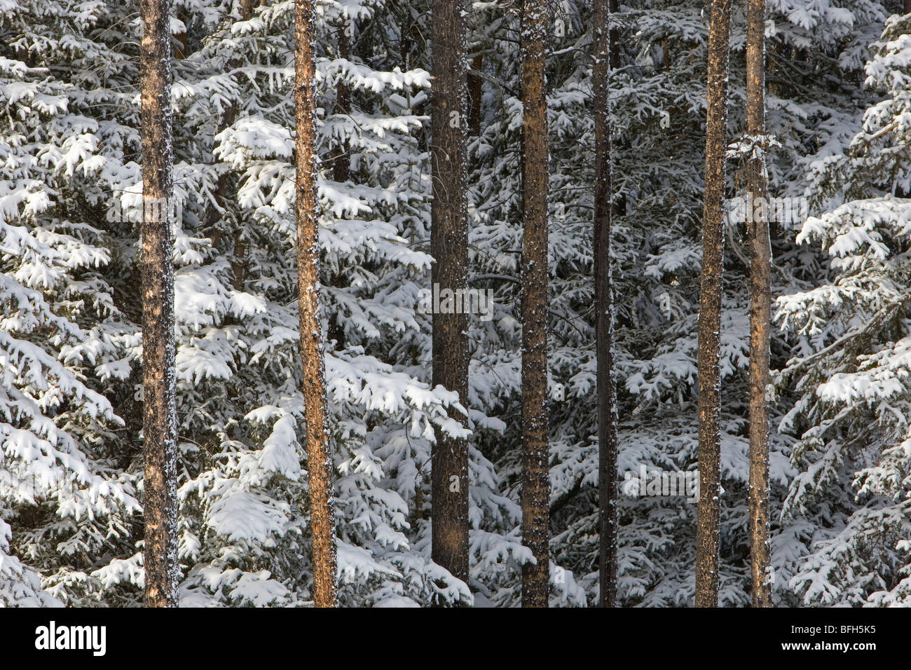 Snowfall in forest of pine trees hi-res stock photography and images ...