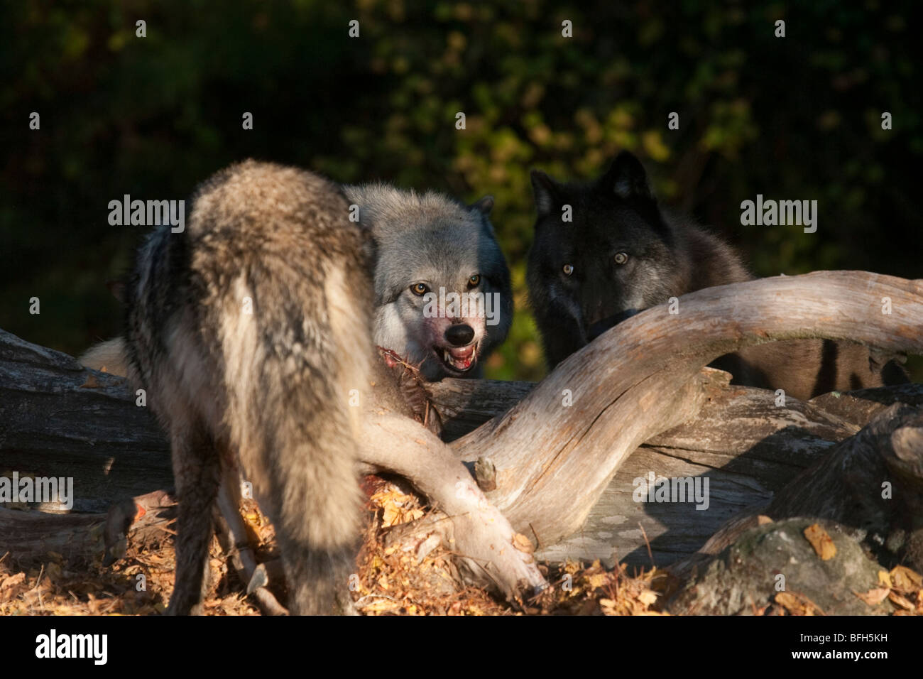 Wolf bares its fangs at another member of the pack Stock Photo - Alamy