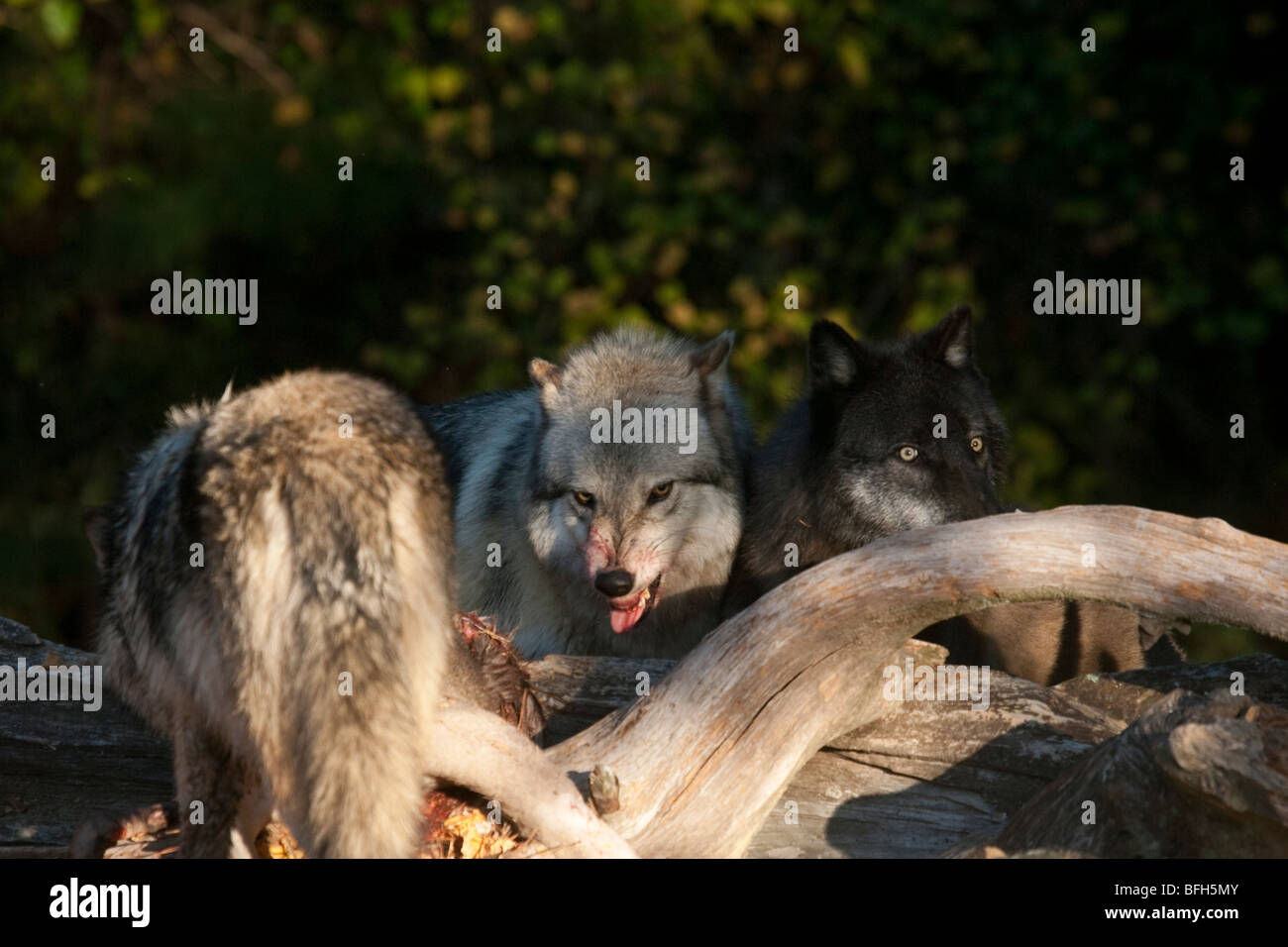 Wolf bares its fangs at another member of the pack Stock Photo - Alamy